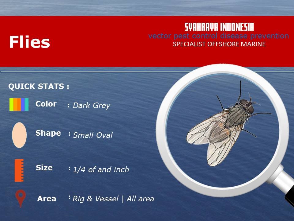 Insect Guide | House Flies Prevention Control