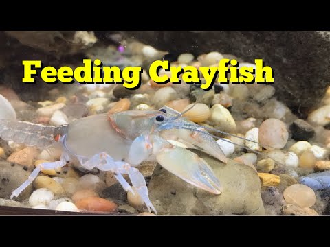 Feeding your Crayfish