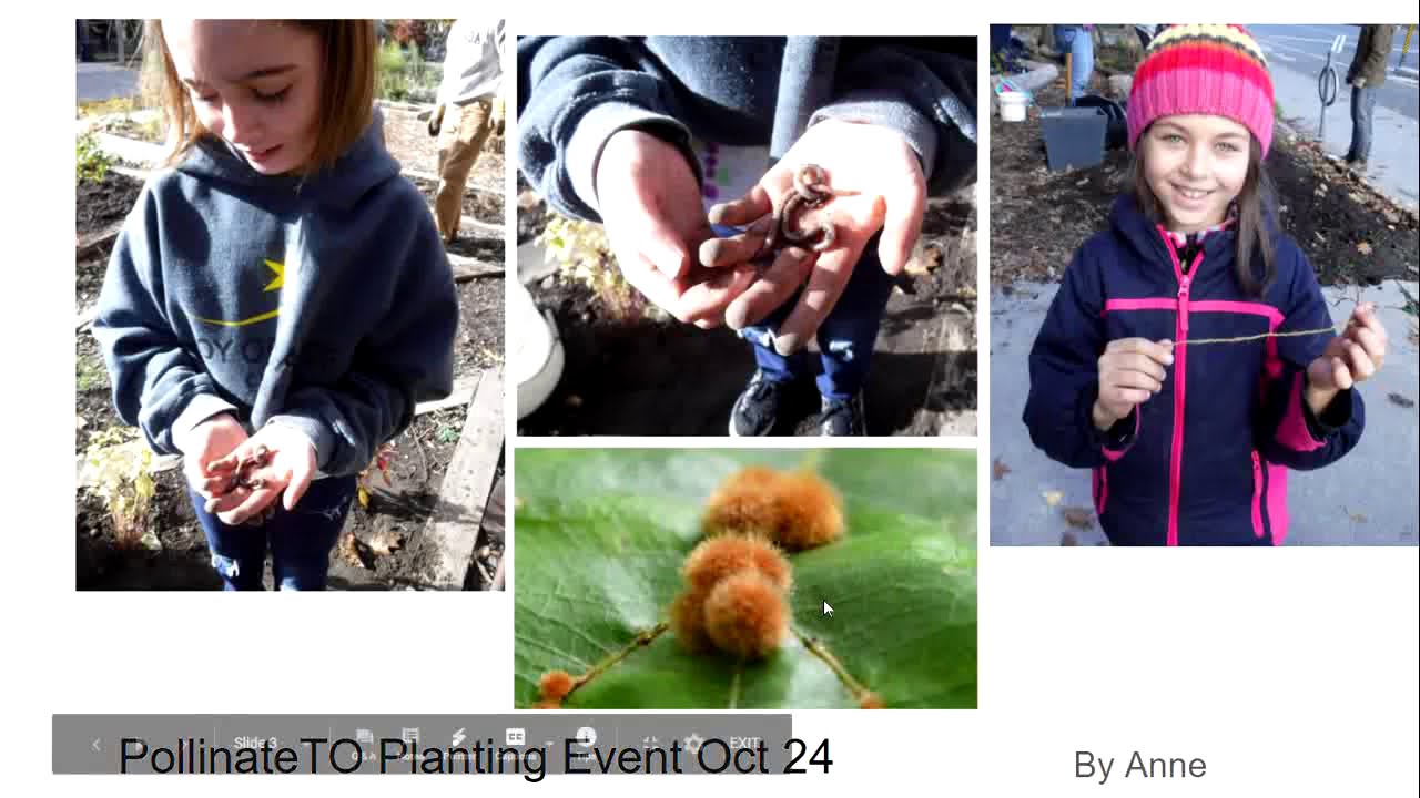 TFN Juniors Fall Nature Club – Acorn Dissection – Toronto Field Naturalists