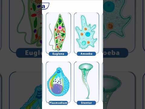 #amoeba#protozoan#biology#microbiology#new #microbes