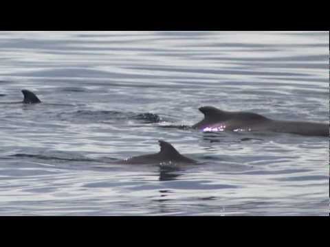 New dolphin species discovery in Australia | Dear Kitty. Some blog