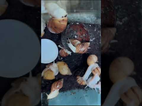 Exotic Albino Land Snail for SALE in Delhi Call - Khan Exotic - 9967097287 #viral #trending #shorts