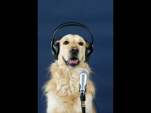 Public Speaking: Speech Patterns
