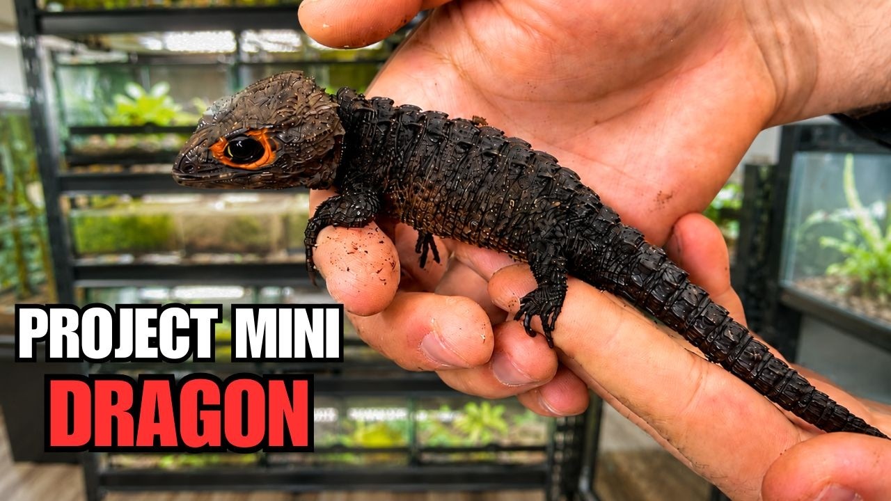 I Set Up 6 Bioactive Terrariums | Project Mini Dragon