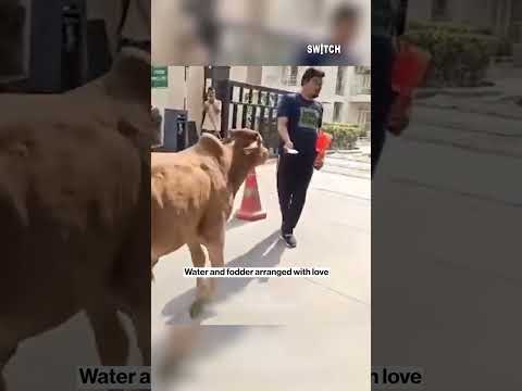 Noida: आवारा कुत्तों की सेवा के जवाब में शुरू हुई गोसेवा
