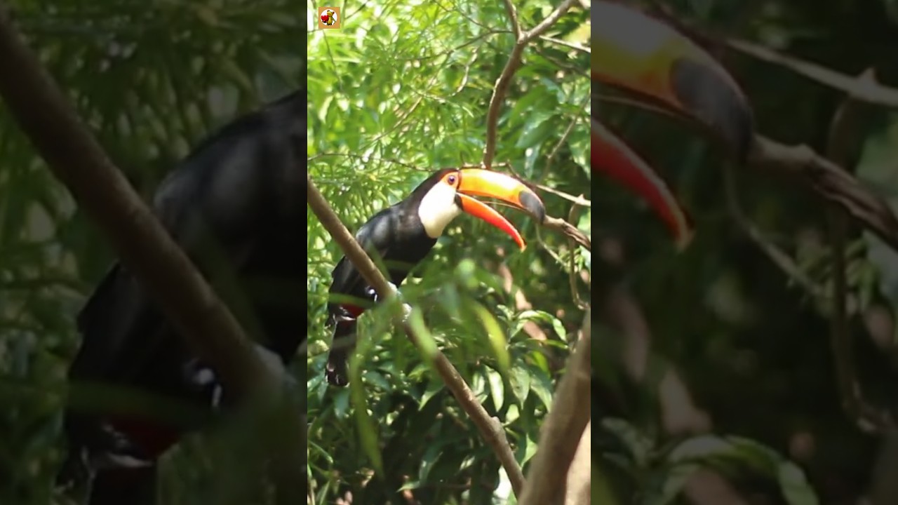 Toucan Bird Sound