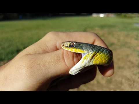 Eastern Yellow-Bellied Racer chewing on my thumb.