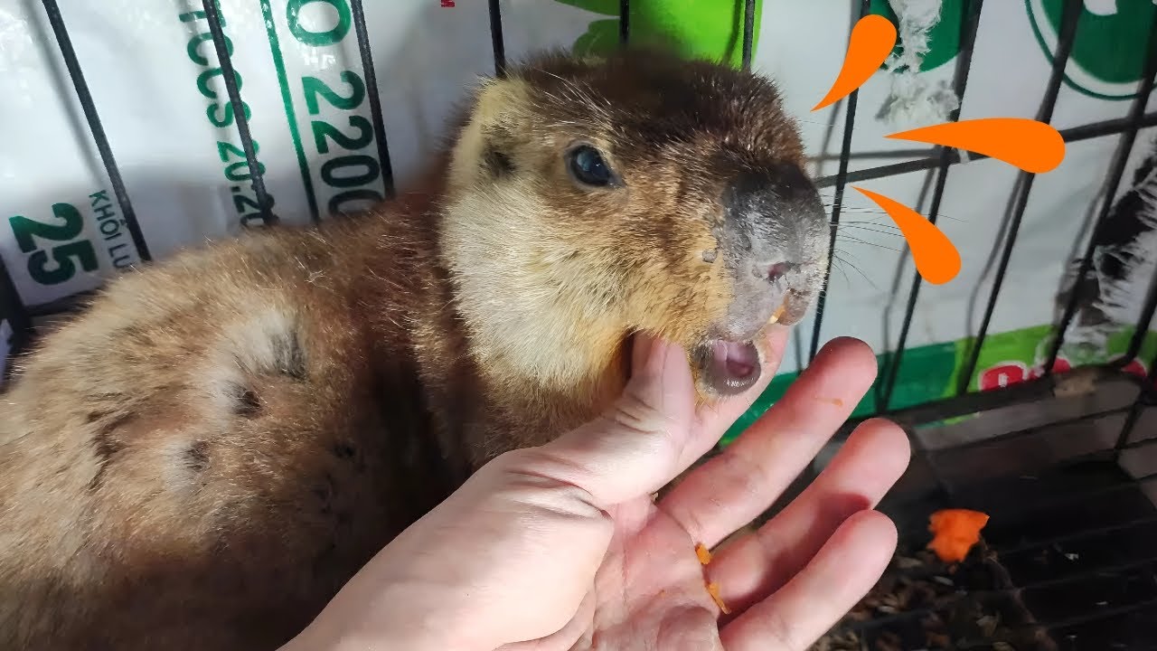 Marmot baby day 3 no longer afraid - Day 3 with the poor marmot squirrel