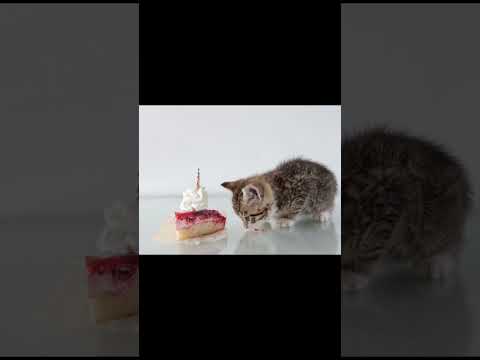 Cat Eating Birthday Cake - Happy Birthday Song #cat #birthday #shorts