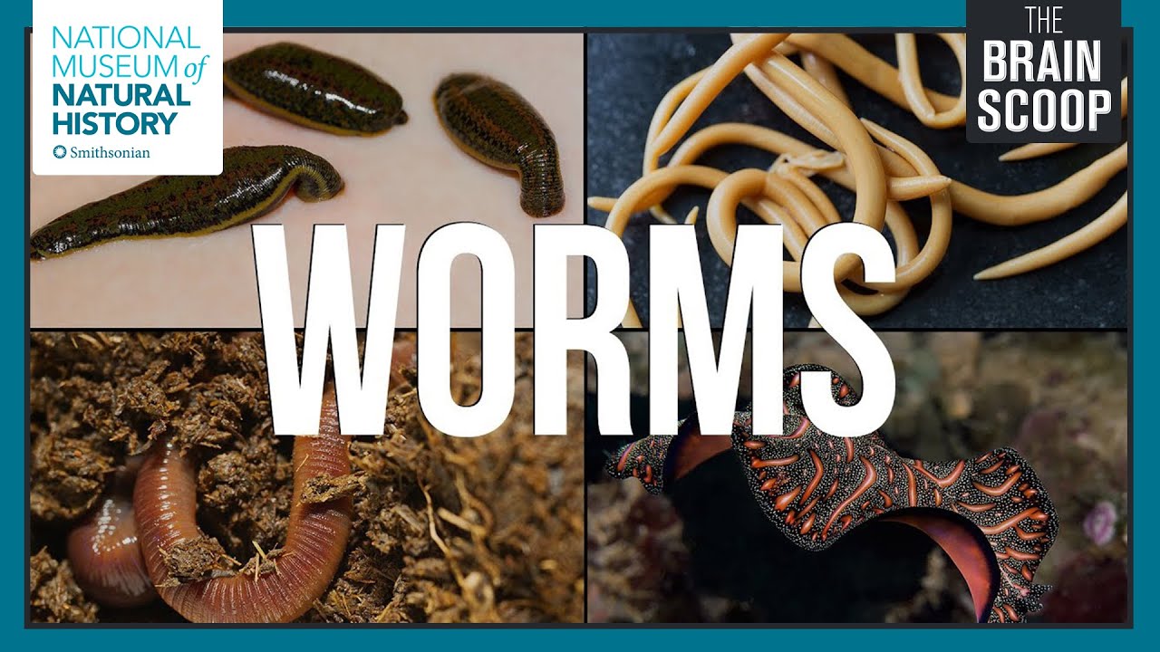 The Wonderful World of Worms