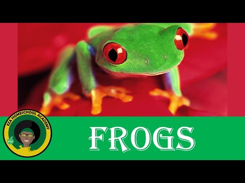 Frog Life Cycle | All about frogs