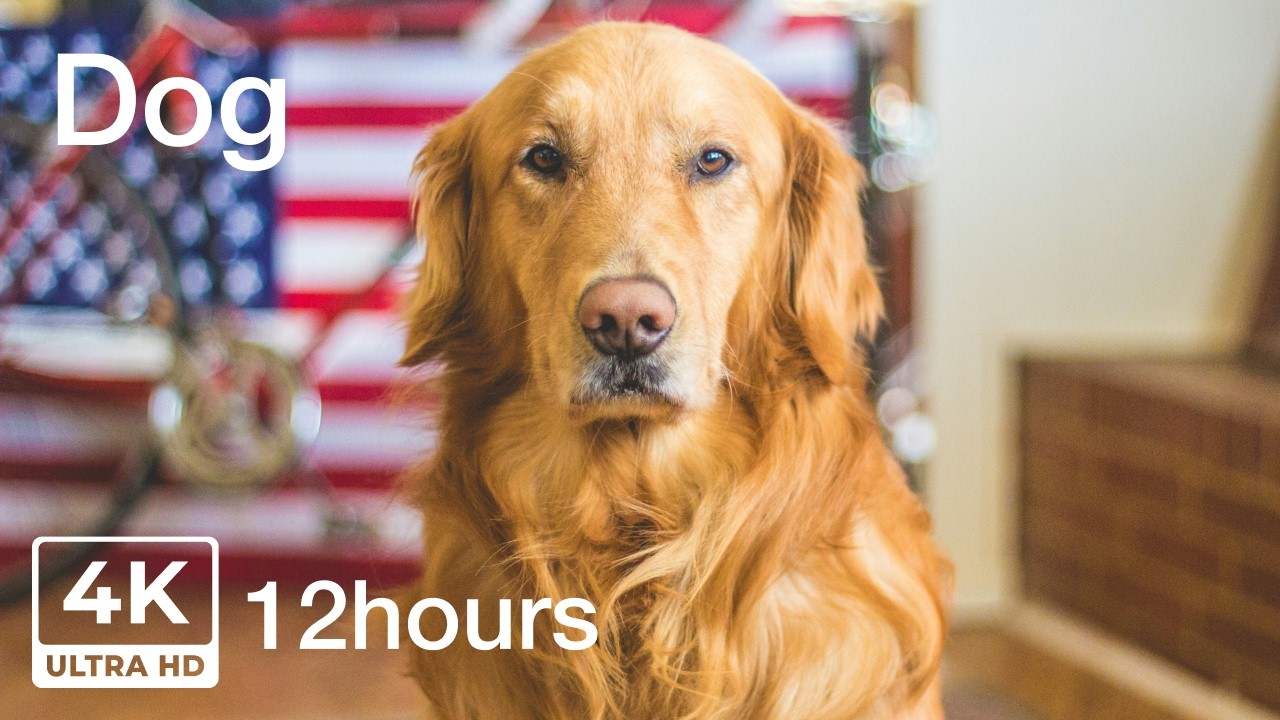 Dog - 4K Wallpapers Slideshow - 12hours
