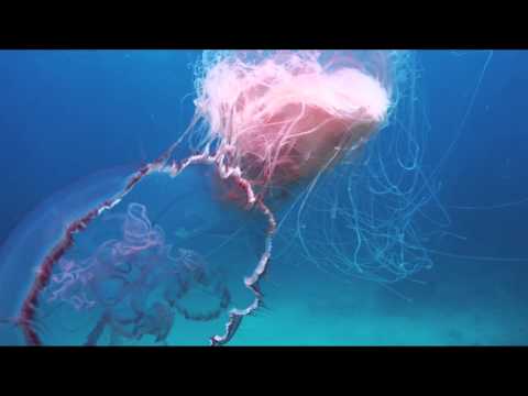 Five Common Types of Jellyfish Found in the Gulf of Mexico - 30A