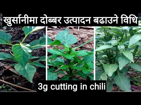 3g cutting in chili || खुर्सानीमा दोब्बर उत्पादन बढाउने विधि