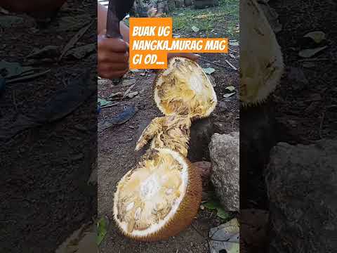 #nangka #hinog #gina ud man#youtubeshorts