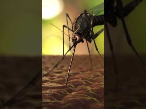Por qué los piquetes de mosquito causan tanta comezón 🤔🦟