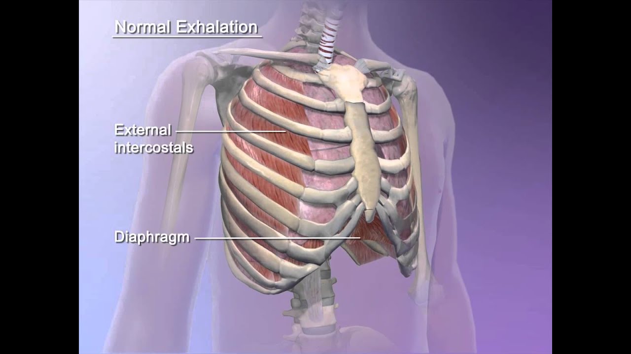 Learn@Visible Body - Pulmonary Ventilation