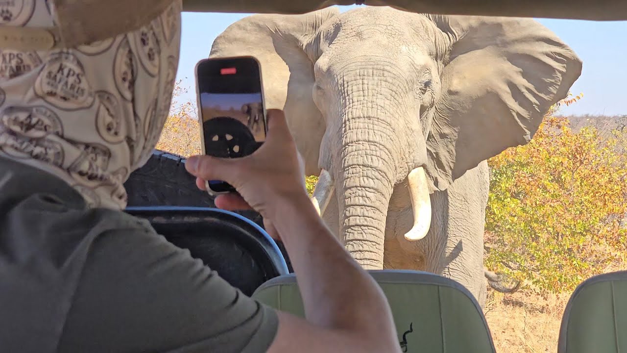 Close Up Elephant Mock Charge  Kruger National Park Safari Sighting.