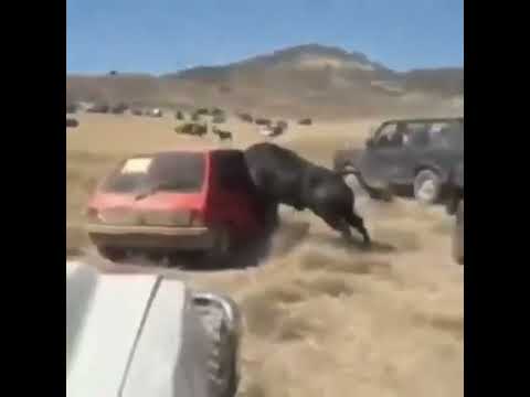 el toro bravo y el coche 🔥🐂🚙 encierro campero #shorts