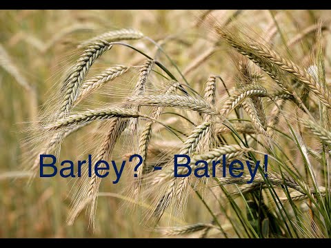 Barley? - Barley!