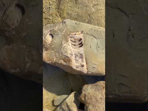 Orthocone Cephalopod Fossil (Georgian Bay)