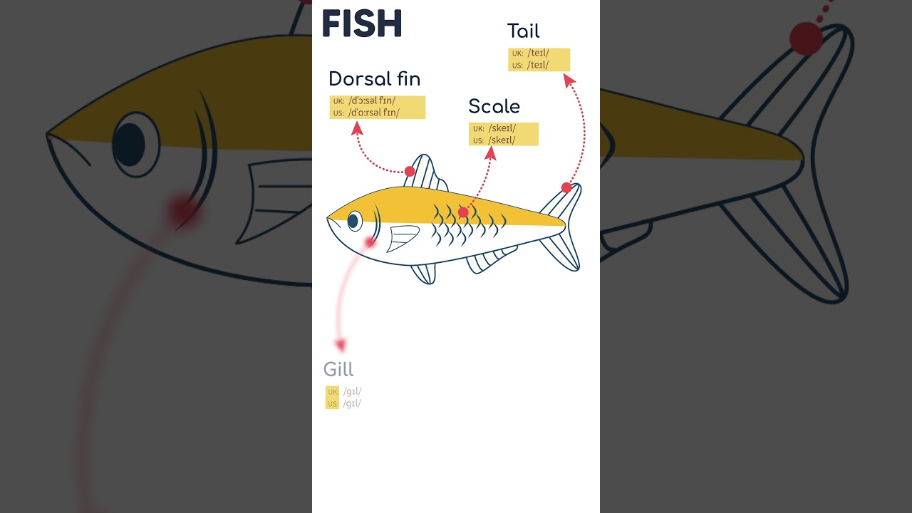 Parts of a Fish  -  #english #vocabulary #ielts #toefl
