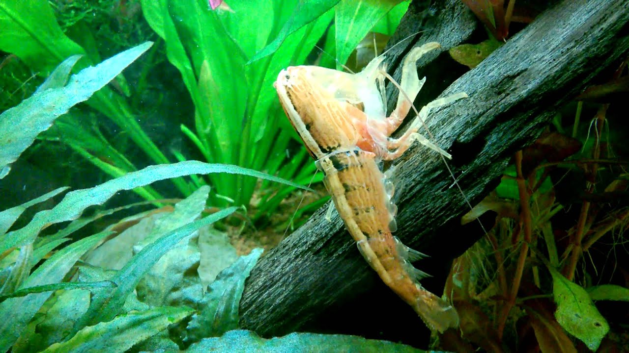 Bamboo Shrimp • Care Guide (Tank Setup, Mates & Diet)