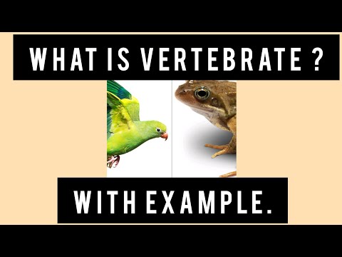 What is vertebrate ? with example.