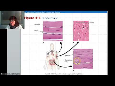 AnaPhy Lecture: Tissues