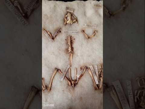 Frog Bones 🐸|| Anatomy of frog Biology class 11th #mscpracticals #sciencefacts #bsc #frog
