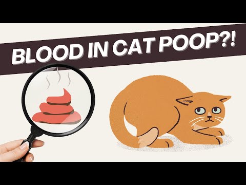 Hidden Dangers In Your Cat's Stool