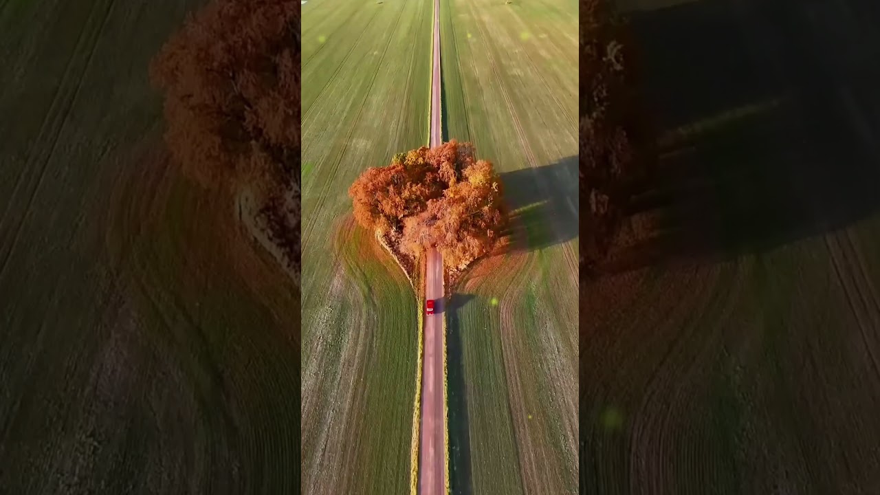 Incredible tropical rainforests 🌳 Part (41) #rainforest #explore #nature #adventure