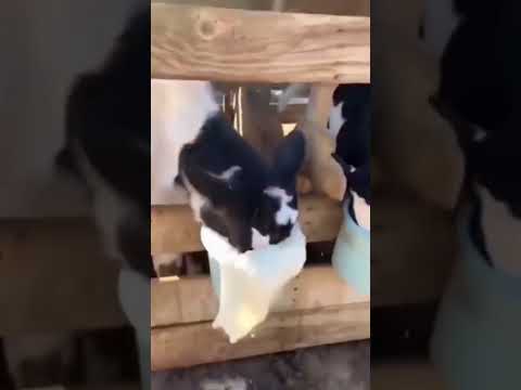 memes, gifs, meme, funny that you would like to follow, lol, shorts,short