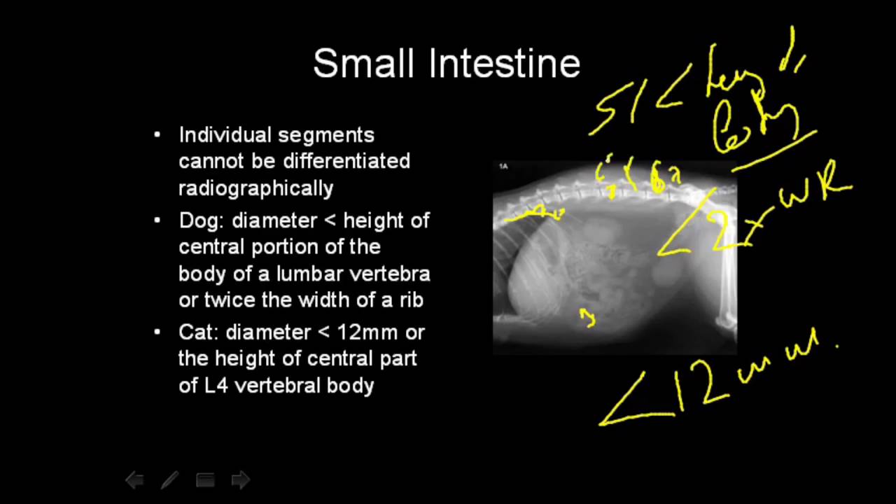 VET Talks - Normal Radiographic Anatomy of the Canine Abdomen