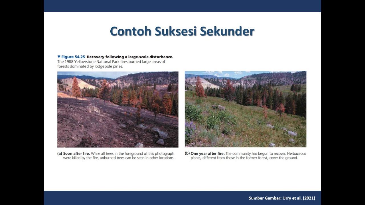 Suksesi Ekologi (Suksesi Primer dan Sekunder) - Materi Kuliah Ekologi Umum