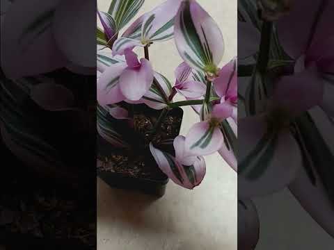 How to grow a Wandering jew plant house plant care guide (tutorial)