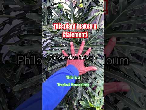 PHILODENDRON SELLOUM π₯ TROPICAL HOUSEPLANTS π₯π₯