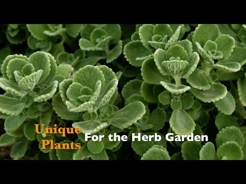 Unique Plants for the Herb Garden