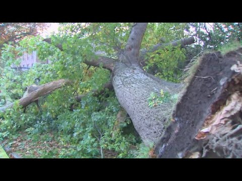 Massive tree falls in Seattle's Ballard neighborhood