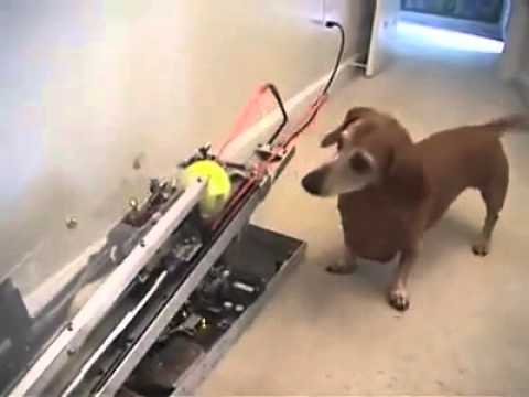 What happens when an engineer owns a dog | Glad To Be Alive