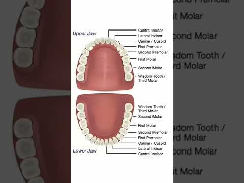 upper jaw and lower jaw || different types of jaw || mouth || teeth || different types of teeth