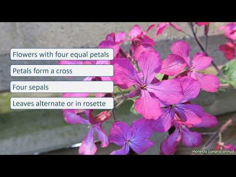 Five-minute families - Brassicaceae