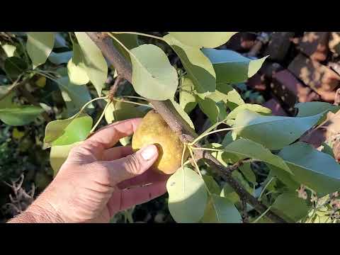 Too many Pears! Why it's NOT a Good Thing