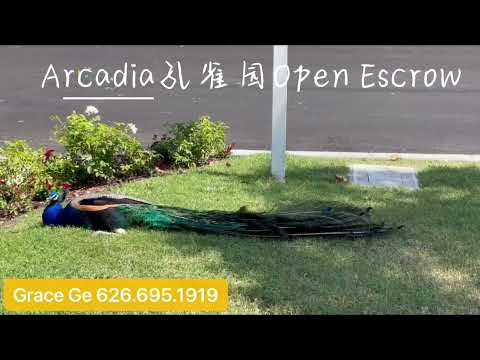 In Escrow in Arcadia by Local Realtor Grace Ge | 916 Portola Dr, Arcadia