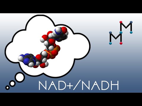 NAD+/NADH Mechanism & Coenzyme Chemistry
