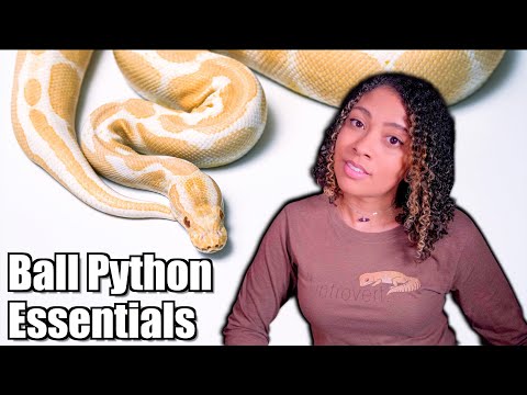 EVERYTHING I Use For My Ball Pythons