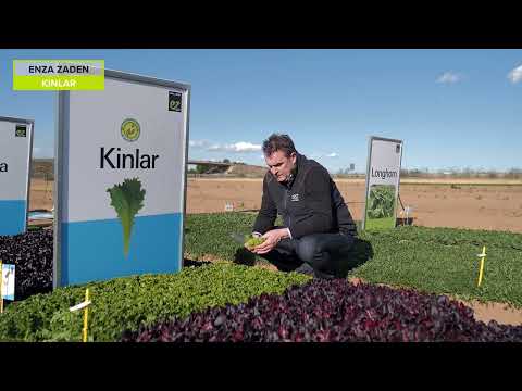KINLAR, Batavia lettuce