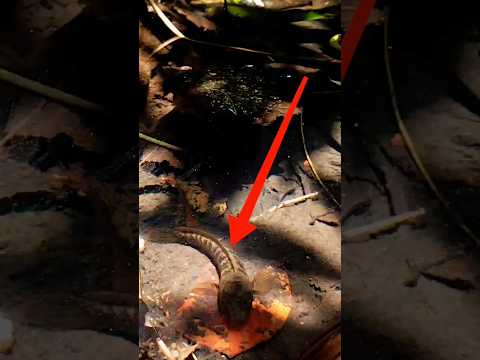 Channa Punctata Fish In Wild | Snakehead Fish Baby #snakehead #snakeheadfish #fishing #shorts