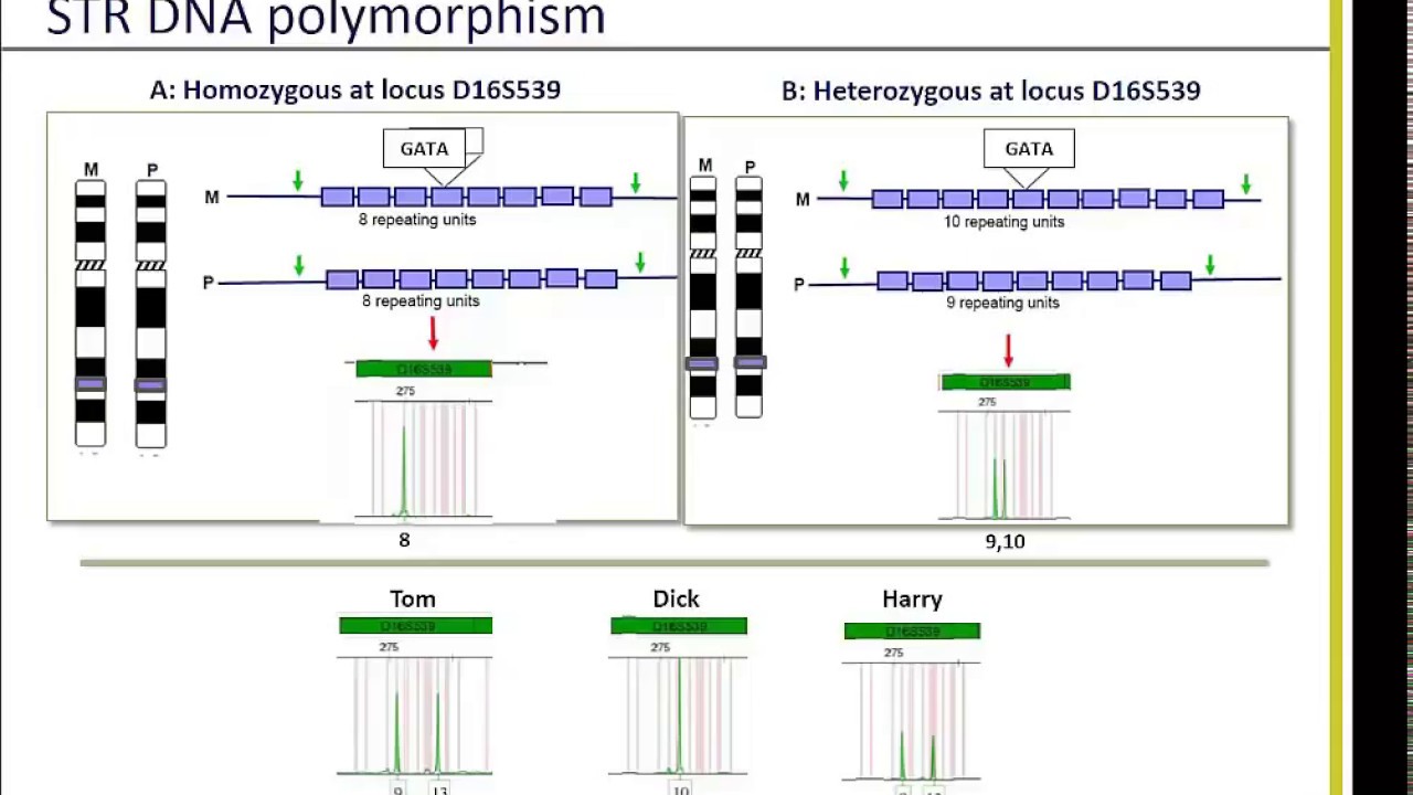 Analyzing STR Profiling