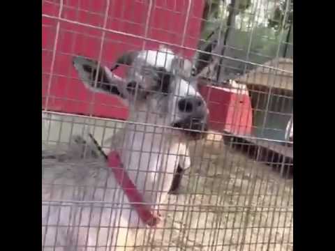 Goat Copies Girl
